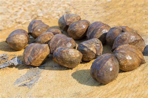 What Are Hickory Nuts And Are They Nutritious Nutrition Advance