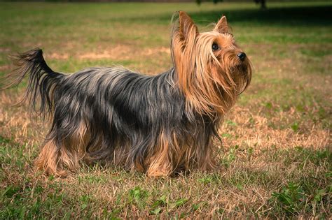 Download Majestic Long Haired Yorkshire Terrier In Vibrant Setting