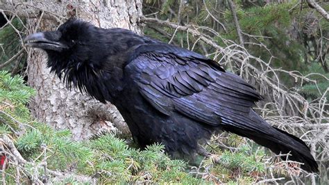 Ravens Interesting Facts Photos Videos And Mythology Owlcation