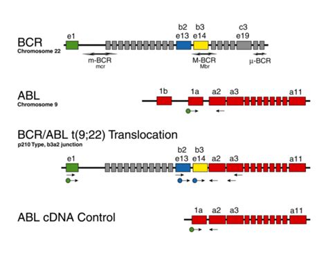 Bcrabl T922translocation Abi