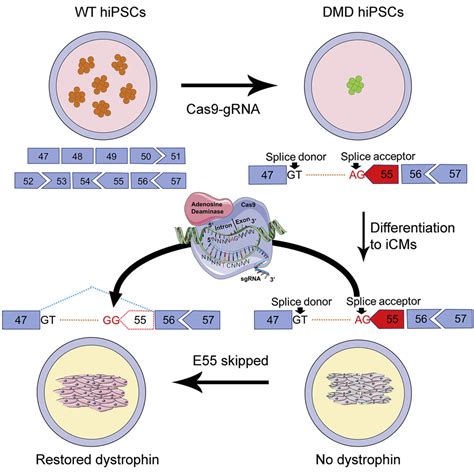 Correction Of Dmd In Human Ipsc Derived Cardiomyocytes By Base Editing