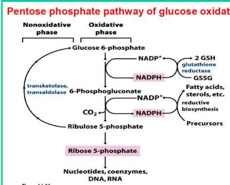 L31 Pentose Phosphate Pathway Flashcards Quizlet