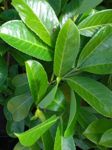 Plant Ident Evergreen Shrubs Flashcards Quizlet