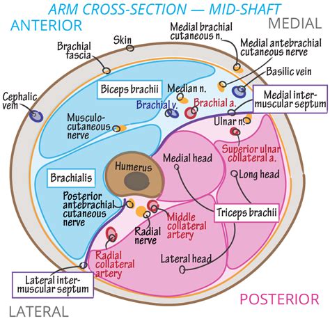 Gross Anatomy Glossary Arm Cross Section Ditki Medical