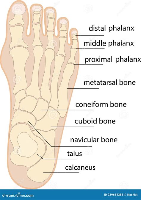 Foot Anatomy Toe Names At Jade Donovan Blog