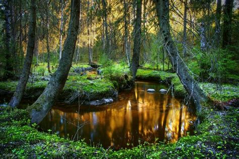 Captivating Forest Pond Art Ideas