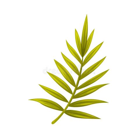 Green Plam Tree Leaf With Leaf On Stem Vector Illustration Stock