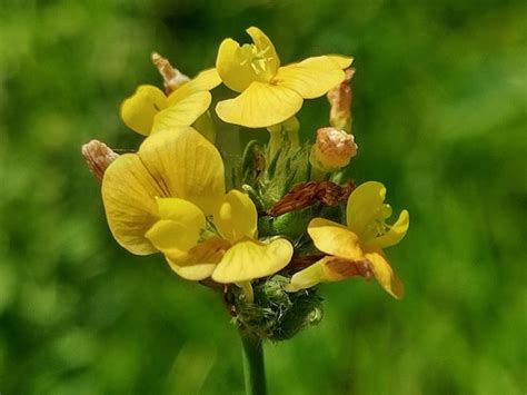 Premium Photo Small Yellow Flowers