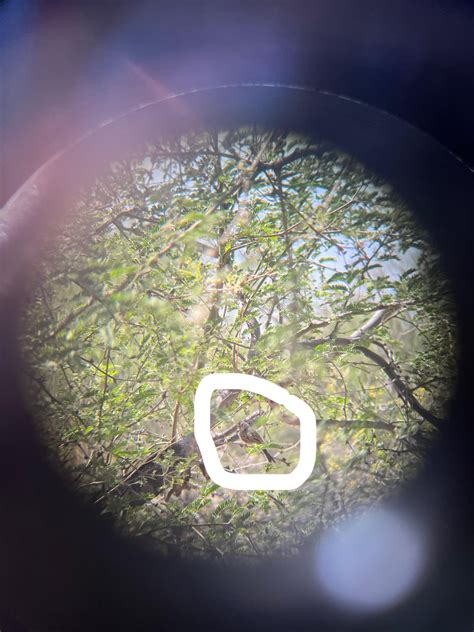 Sparrow At Saguaro Np East Tucson Arizona On 24may2024 Rwhatsthisbird