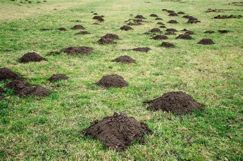 Gopher Holes Vs Mole Holes
