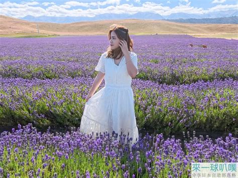 紐西蘭南島庫克山景點推薦nz Alpine Lavender、超美薰衣草花海 來一球叭噗