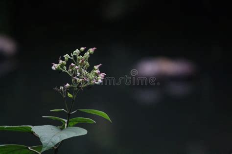 A Small Flower In The Dark On A Leafy Stem Stock Image Image Of Spring Sunlight 313308779