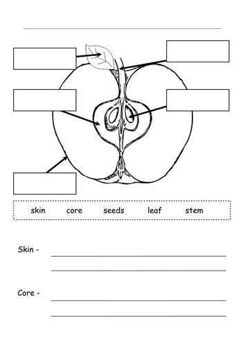 Parts Of An Apple Teaching Resources