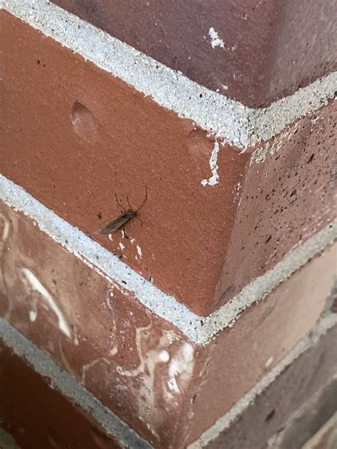 Is This A Cockroach Colorado Usa Rwhatsthisbug