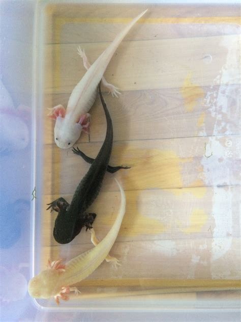 Breeding Water Critters