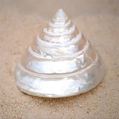 Buy Hanging Natural Tectus Pyramis Pearlised Shell Decoration 5cm In