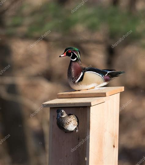 Wood Duck Female