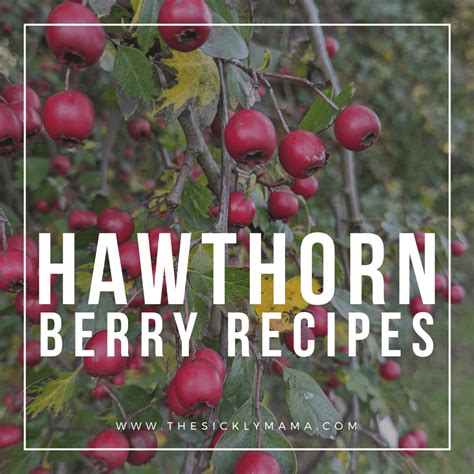 Hawthorn Berry Recipes A Collection Of Hawthorn Food And Drink Ideas