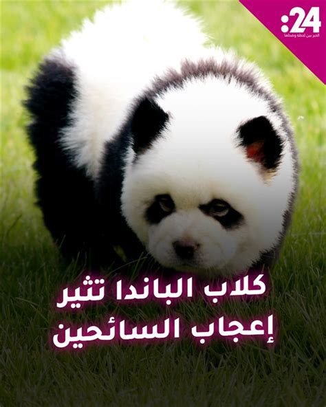 فيديو 24 كلاب الباندا تثير إعجاب السائحين