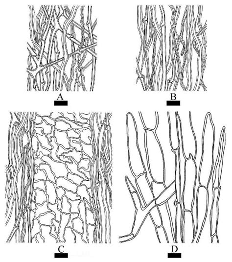 Cyathus Wenshanensis Facesoffungi Number Fof 12564 Faces Of Fungi