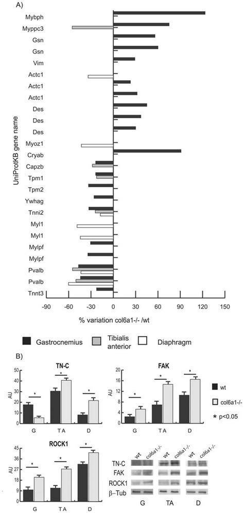 Histograms Of Proteomic Results And Immunoblotting Of Cytoskeletal