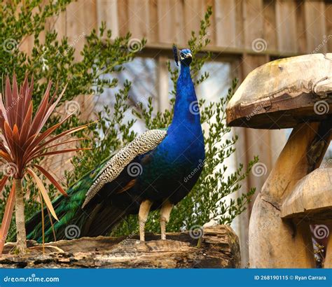 Peacock Standing On Guard Stock Image Image Of Sculpture 268190115