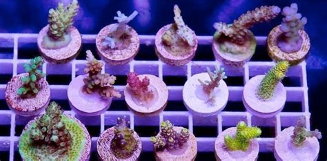 Acropora Frag Pack 4 Different Colors Acropora Corals