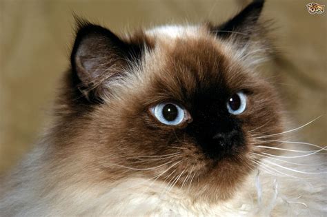 Himalayan Cat With Blue Eyes And Point Colouration