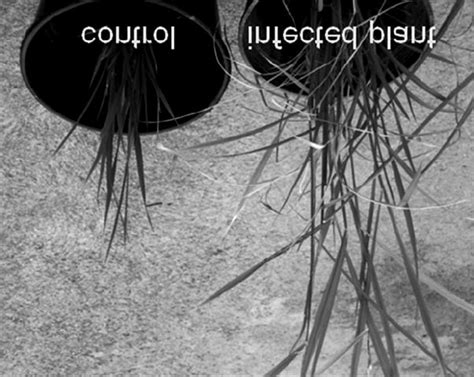 Test Of Pathogenicity Control With Sterile Water And Infected Plant