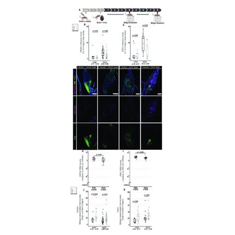 Reproductive Cycle Of Denv Virus In Mediating Viral Pathogenesis 1