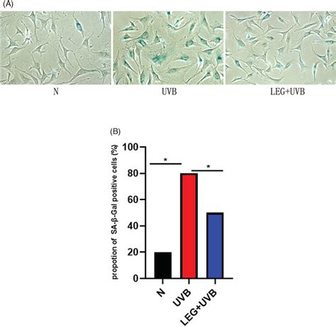Senescence‐associated β‐galactosidase Sa‐β‐gal Amounts In Mdfs A