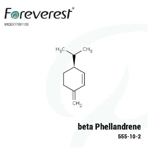 Buy Beta Phellandrene 80 Flavors And Fragrances Grade From Foreverest