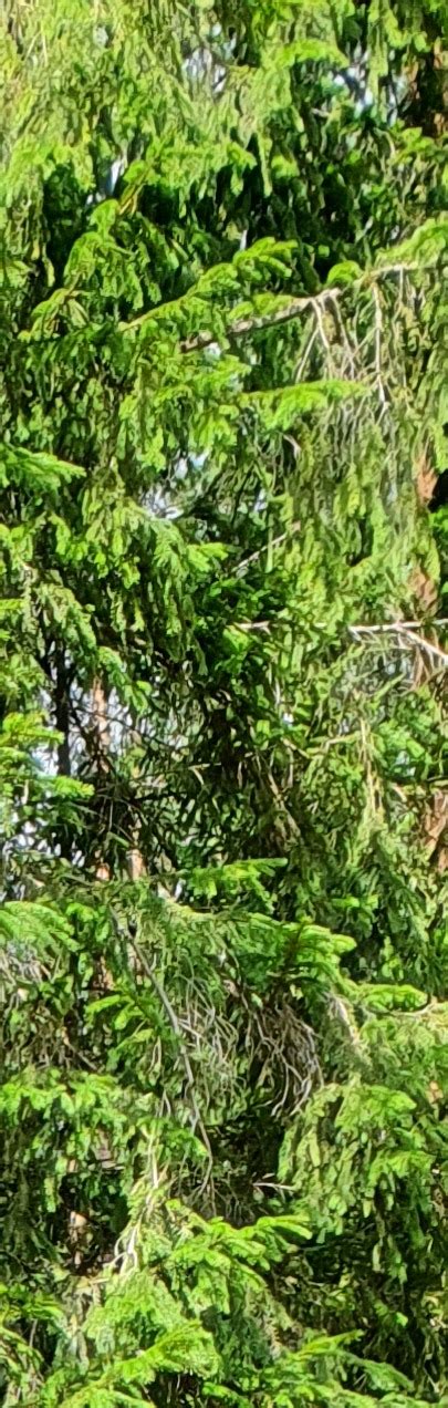 Erwin Gets Arm Bitten Off Survives Long Enough To Save Eren While