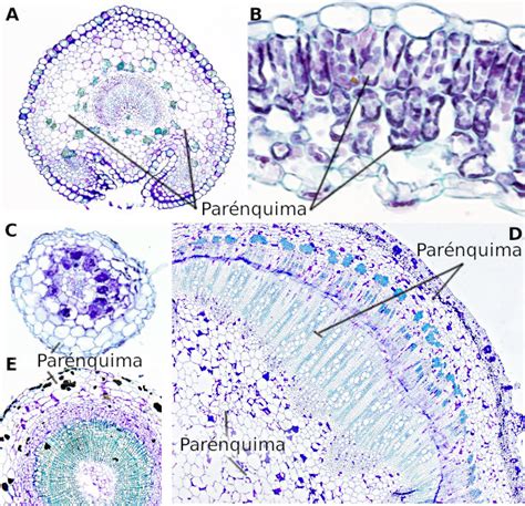 Tejidos Vegetales Parénquima Atlas De Histología Vegetal Y Animal
