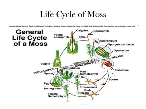 Simple Moss Life Cycle Diagram Theme 2 Plants At University Of Calgary