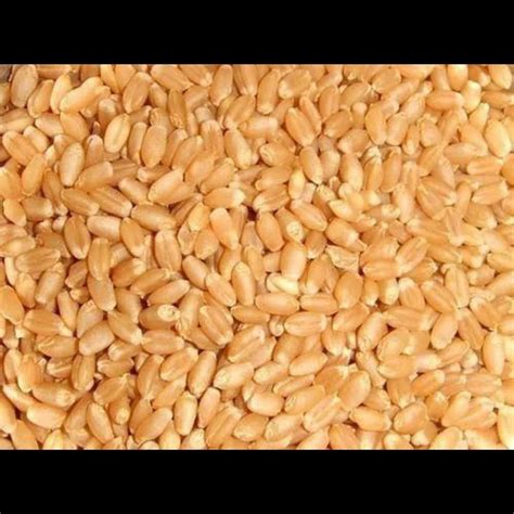 Golden 50 Kg Weat At ₹ 600kg In Rajkot Id 2850209919555