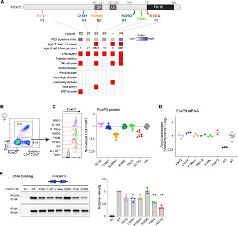 Mutations From Patients With Ipex Ported To Mice Reveal Different