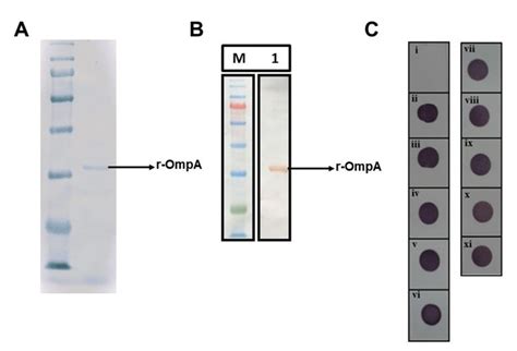 Expression Of Recombinant Ompa Rompa And In Vitro Validation Of Antibody Mediated Cross
