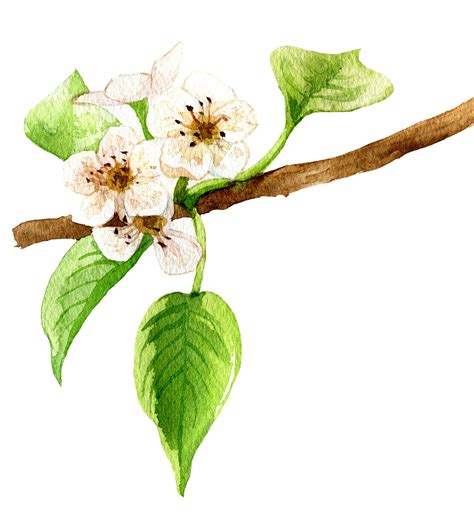 手繪 植物插畫 Botanical Illustration On Behance