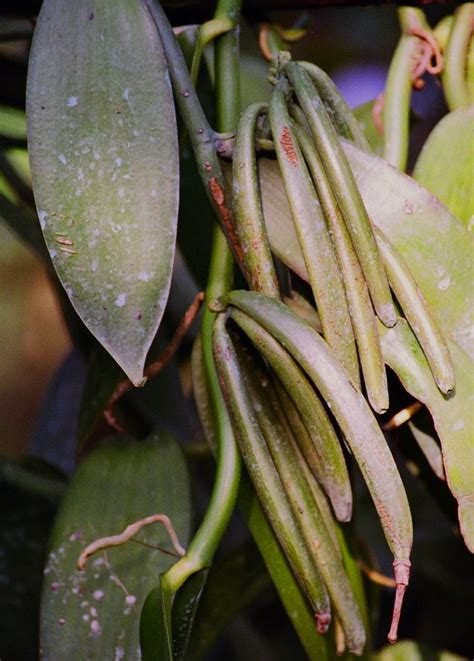 There Are Roughly 150 Vthere Are Roughly 150 Varieties Of The Vanilla