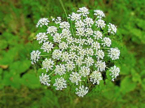15 Poison Hemlock Lookalikes