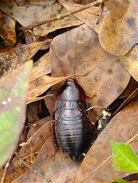 Florida Woods Cockroach Facts Description And Pictures