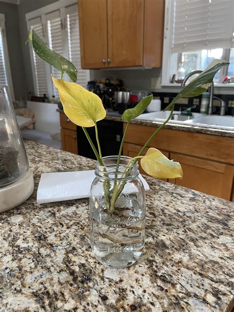 Please Help Thai Con Root Aphid Infestation R Plantclinic