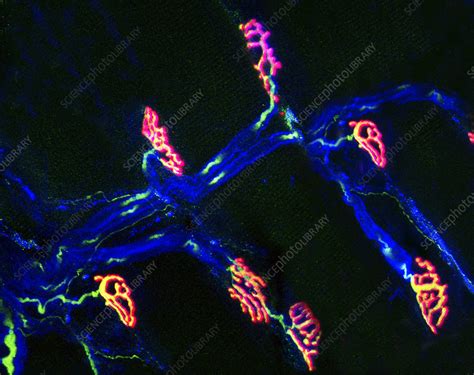 Neuromuscular Synapse Light Micrograph Stock Image P3600469