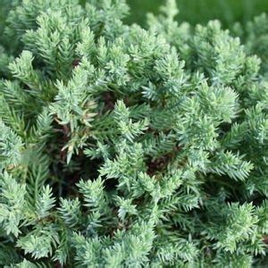 Dwarf Japanese Garden Juniper Juniperus Procumbens ‘nana Bonsai