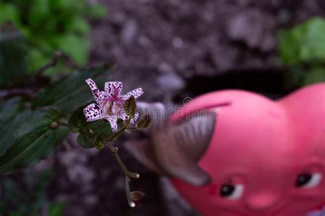 Toad Lily Or Hairy Toad Lily Is A Japanese Species Of Hardy Herbaceous Perennial Plant In The