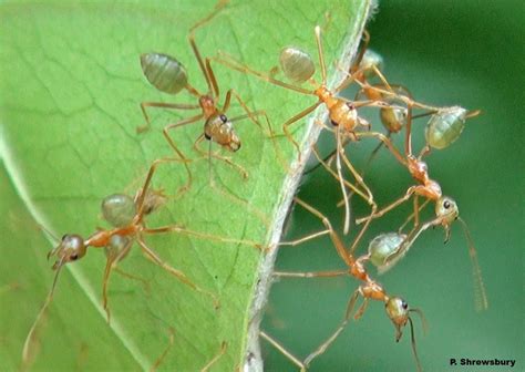 Destinations Lizard Island Australia And Mulu National Park Borneo