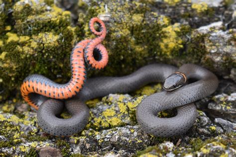 Ring Necked Snake Diadophis Punctatus Amphibians And Reptiles Of