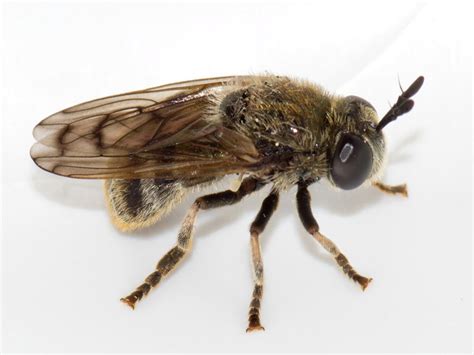 Microdon Analismajor Arthropodafotosde