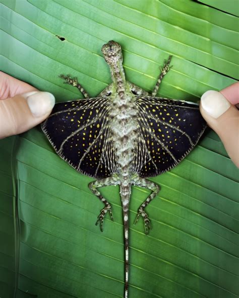 Viral ⚡️📸 Draco Volans The Real Life Flying Dragon 🐉 This